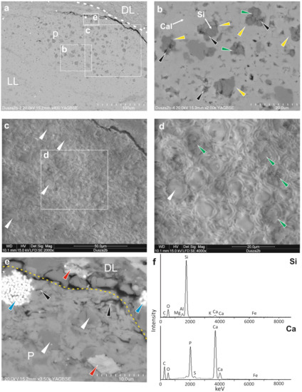 Biostratinomy and Diagenetic Impact on Exceptional Preservation of ...