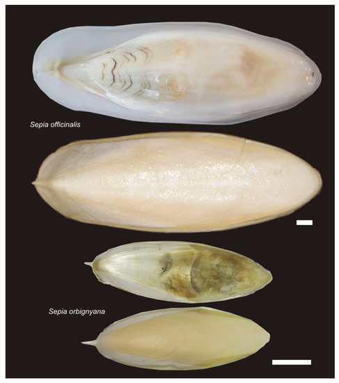 Comparison of the Calcareous Shells of Belemnitida and Sepiida: Is the ...