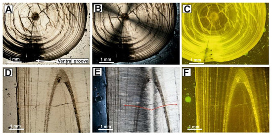 Comparison of the Calcareous Shells of Belemnitida and Sepiida: Is the ...