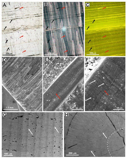 Comparison of the Calcareous Shells of Belemnitida and Sepiida: Is the ...