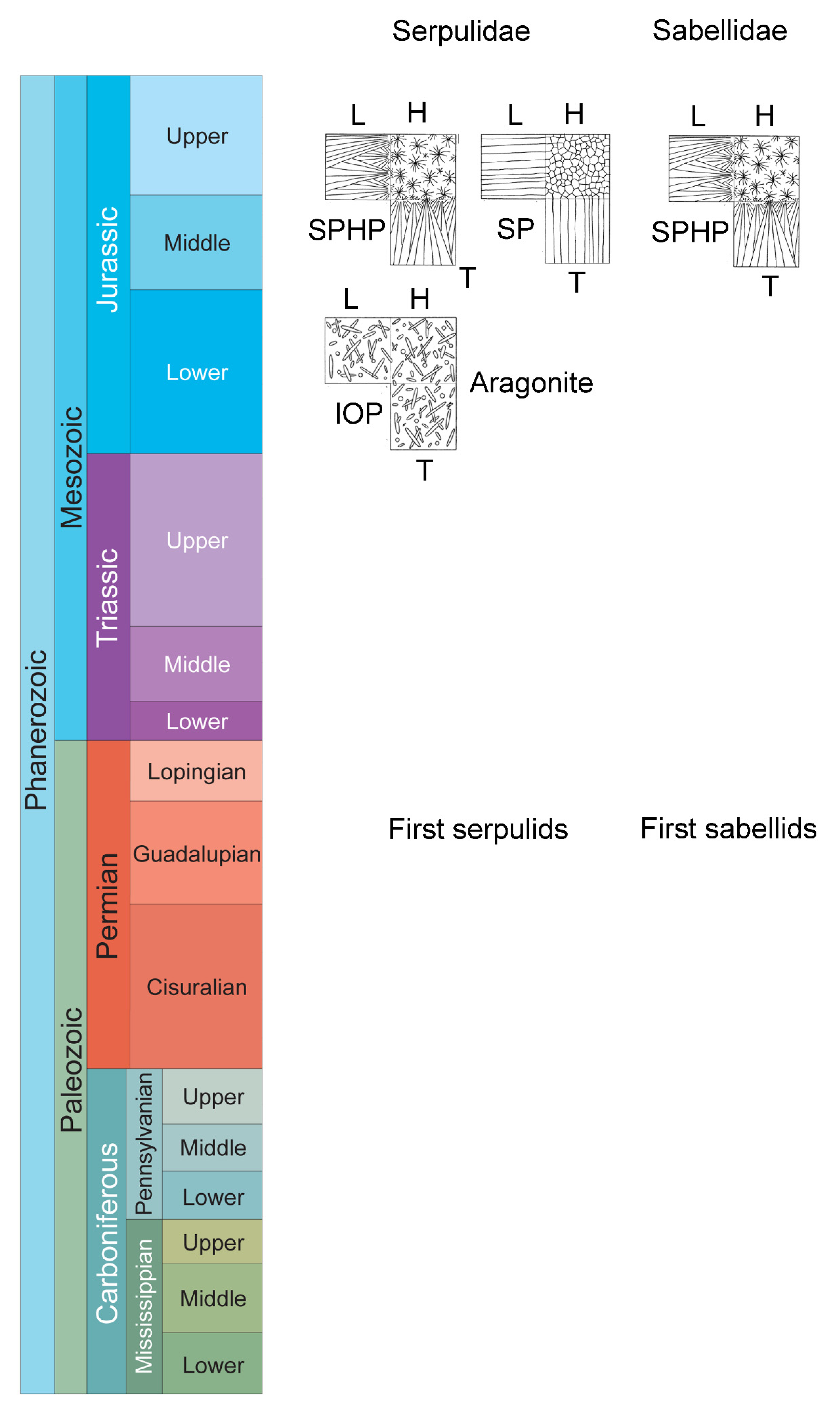 Fossil Record Timeline