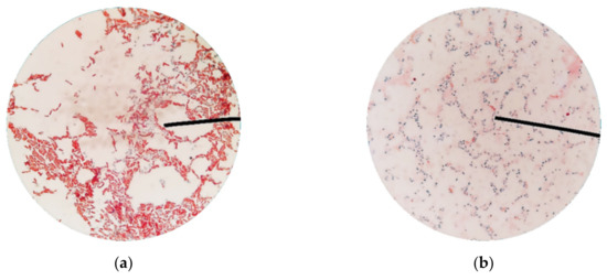 Self-Healing Biogeopolymers Using Biochar-Immobilized Spores of Pure ...