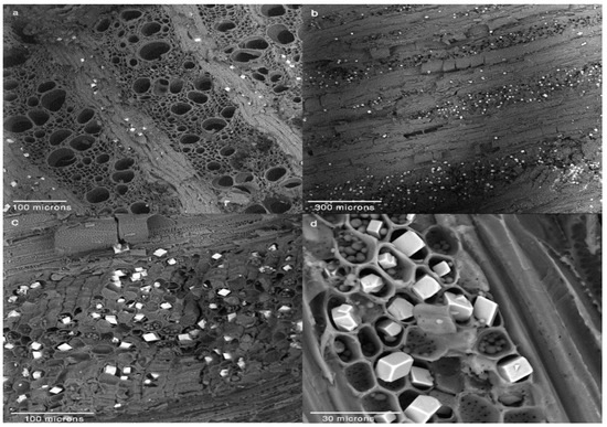 Calcium Sulfate Hemihydrate (Bassanite) Crystals in the Wood of the ...