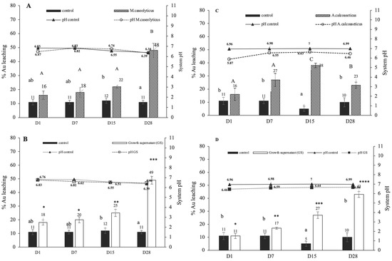 Bioleaching of Gold from Silicate Ore by Macrococcus caseolyticus and ...