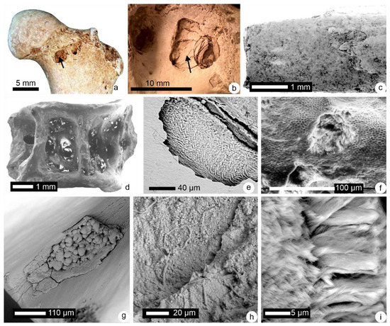 Vertebrate Taphonomy and Diagenesis: Implications of Structural and ...