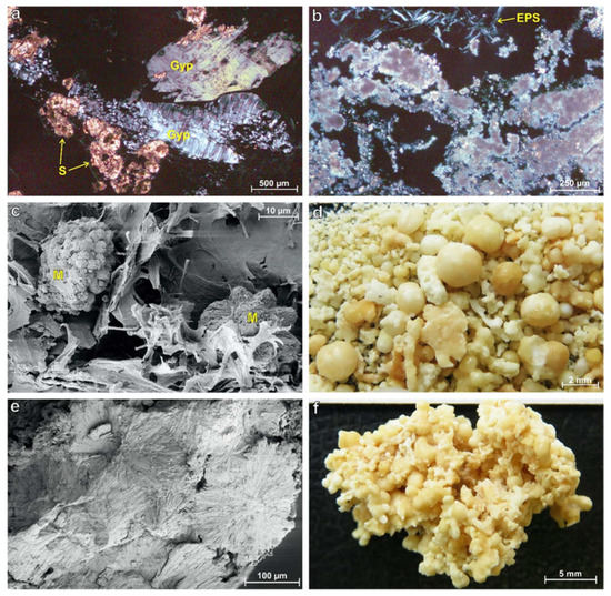 Contrasting Modes of Carbonate Precipitation in a Hypersaline Microbial Mat and Their Influence ...
