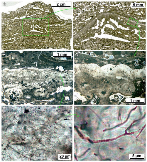 Contrasting Modes of Carbonate Precipitation in a Hypersaline Microbial Mat and Their Influence ...