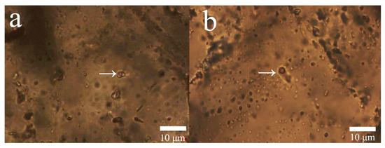 Spectral Characteristics, Rare Earth Elements, and Ore-Forming Fluid ...