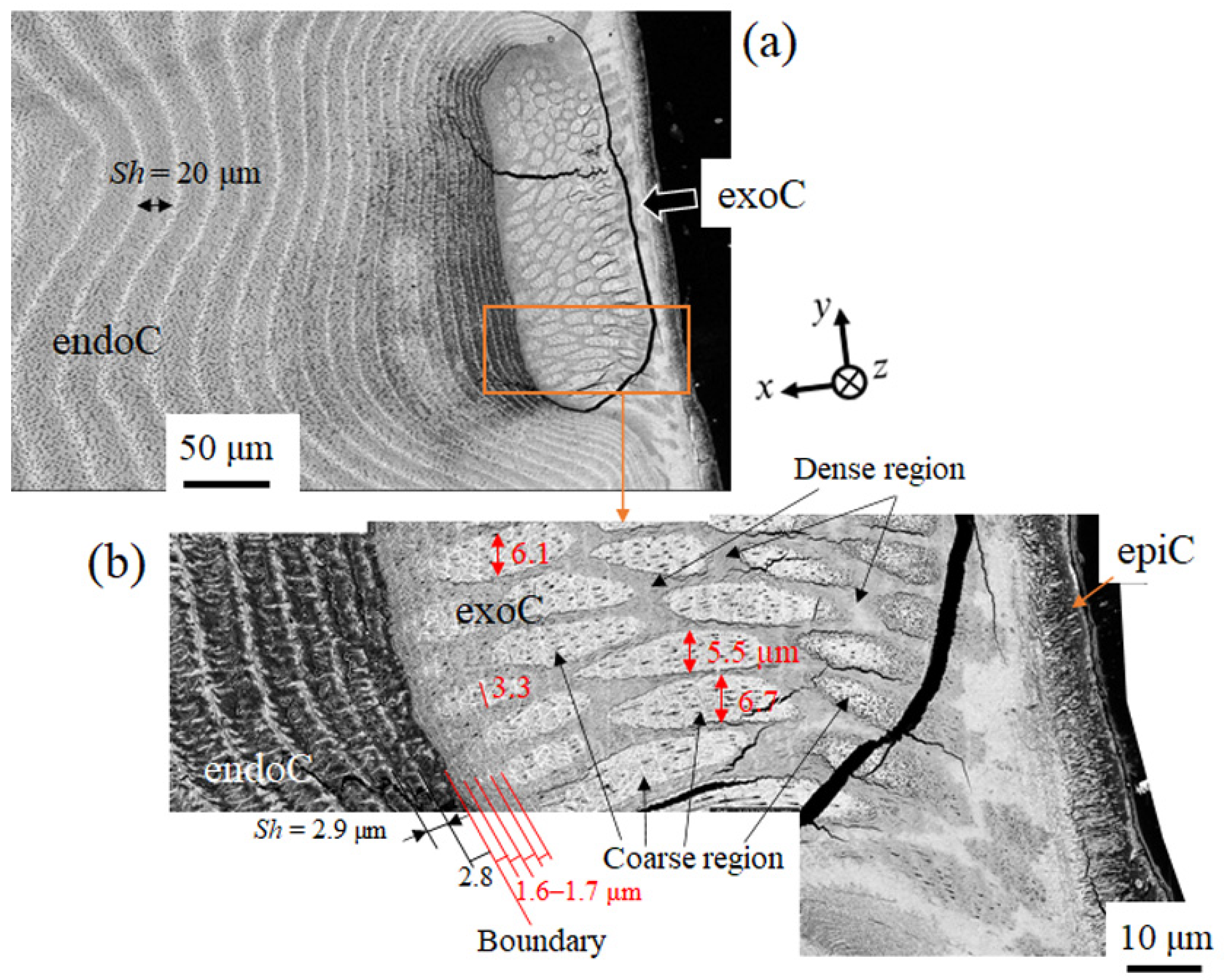 Mud Crab’s Mottled, Deep-Blue Exoskeleton: Surface Morphology and ...