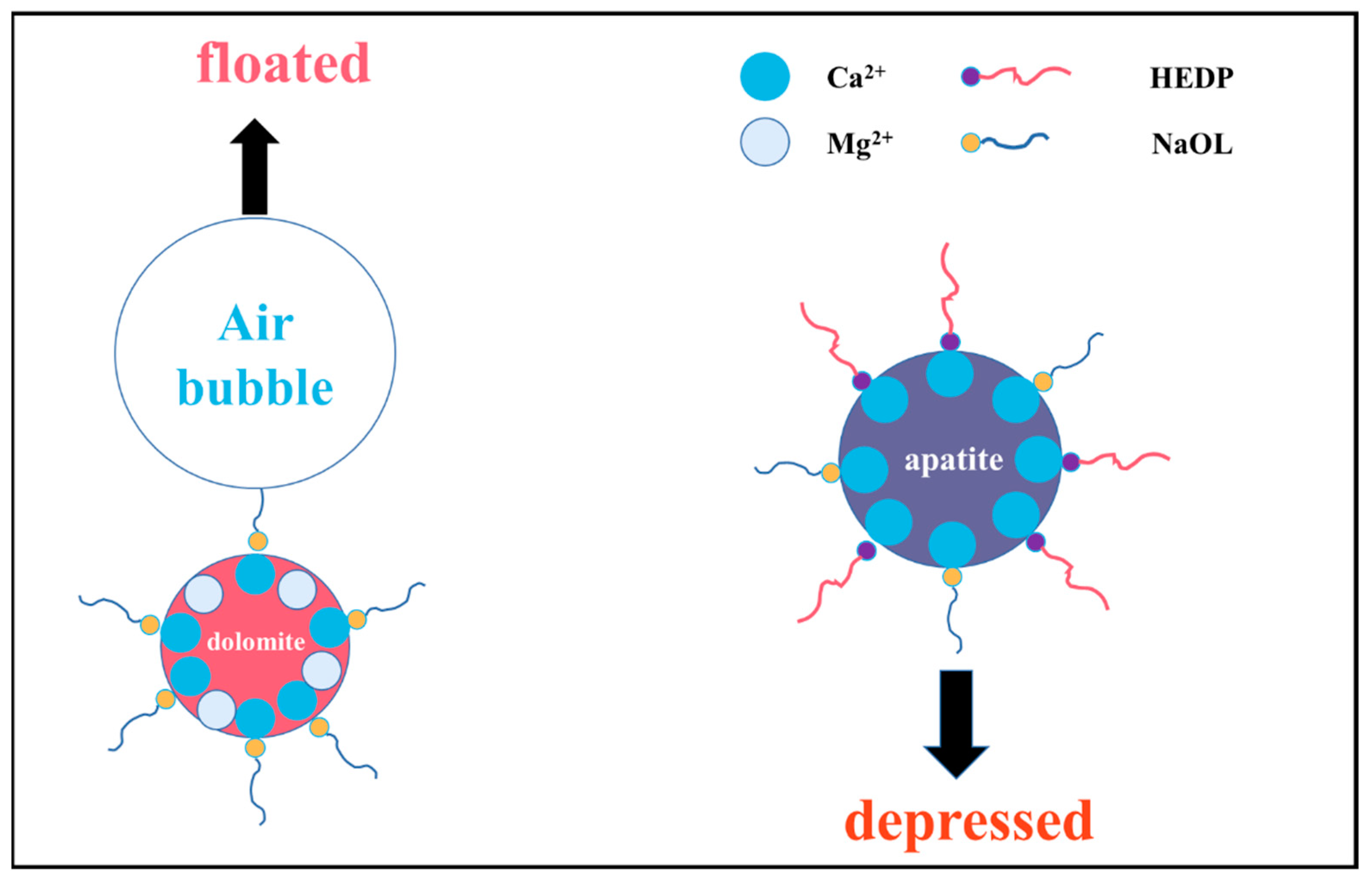 Selective Flotation Behavior of Dolomite from Fluorapatite Using ...