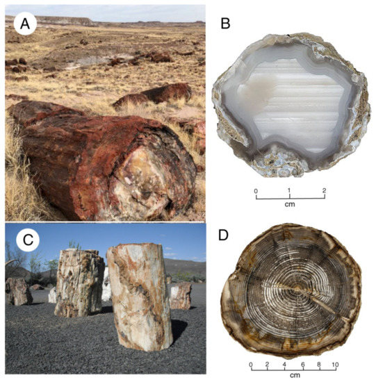 Silicification of Wood: An Overview