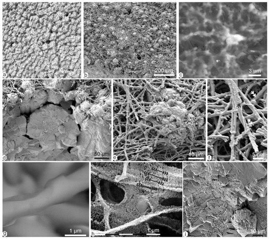 Integrated Information on the Structure and Composition of the Ostrich ...