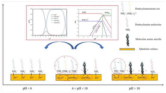 Flotation Mechanism of Sphalerite by Sulfuration–Amine Method