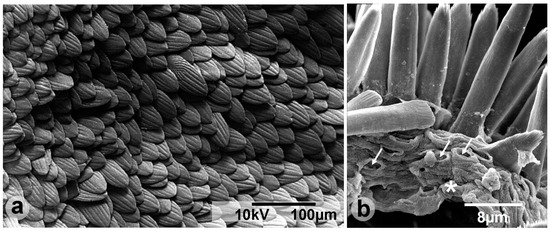 The Caudofoveata (Mollusca) Spicule as a Biomineralization Model ...