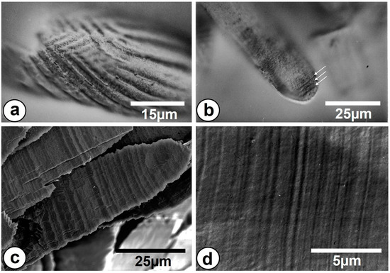 The Caudofoveata (Mollusca) Spicule as a Biomineralization Model ...