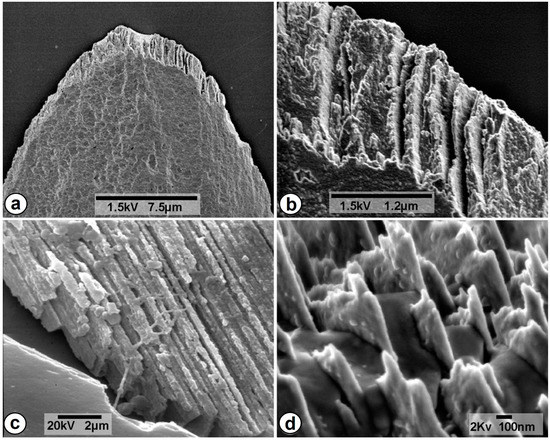 The Caudofoveata (Mollusca) Spicule as a Biomineralization Model ...