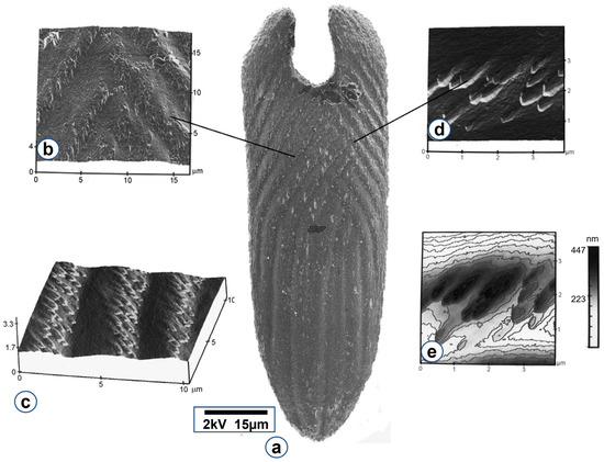 The Caudofoveata (Mollusca) Spicule as a Biomineralization Model ...