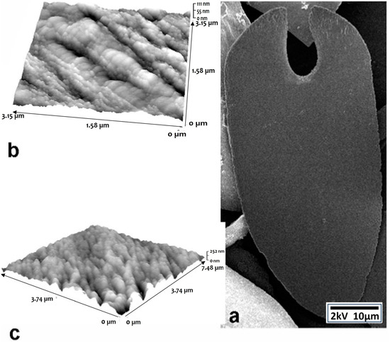 The Caudofoveata (Mollusca) Spicule as a Biomineralization Model ...