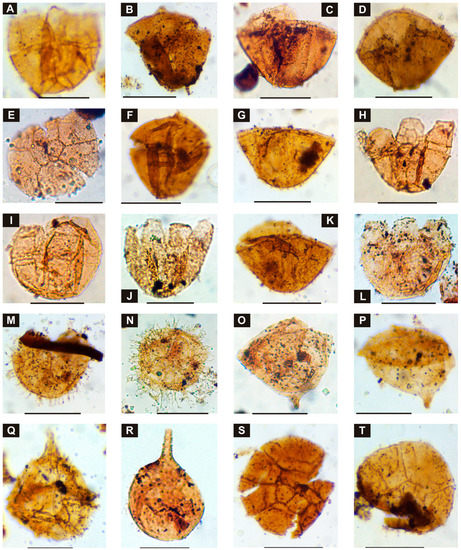 Recurring Patterns of Sea Level Changes within a Palynological-Based ...