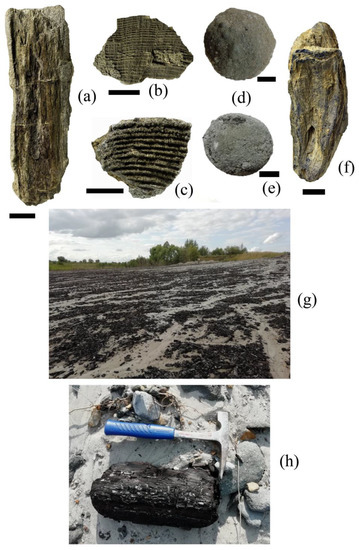 Global Crystallographic Texture of Pyrite in Fossil Wood (Jurassic ...