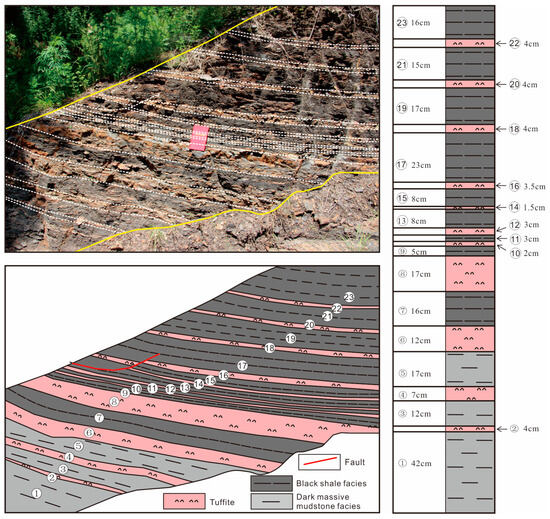 Characteristics and Paleoenvironment of High-Quality Shale in the ...