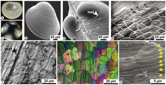 Minerals | Free Full-Text | Formation of the Outer Shell Layer in ...