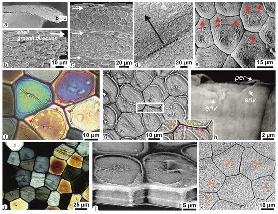Minerals | Free Full-Text | Formation of the Outer Shell Layer in ...