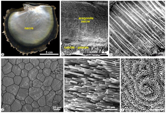 Minerals | Free Full-Text | Formation of the Outer Shell Layer in ...