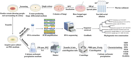Minerals | Free Full-Text | Biomineralization and Characterization of ...