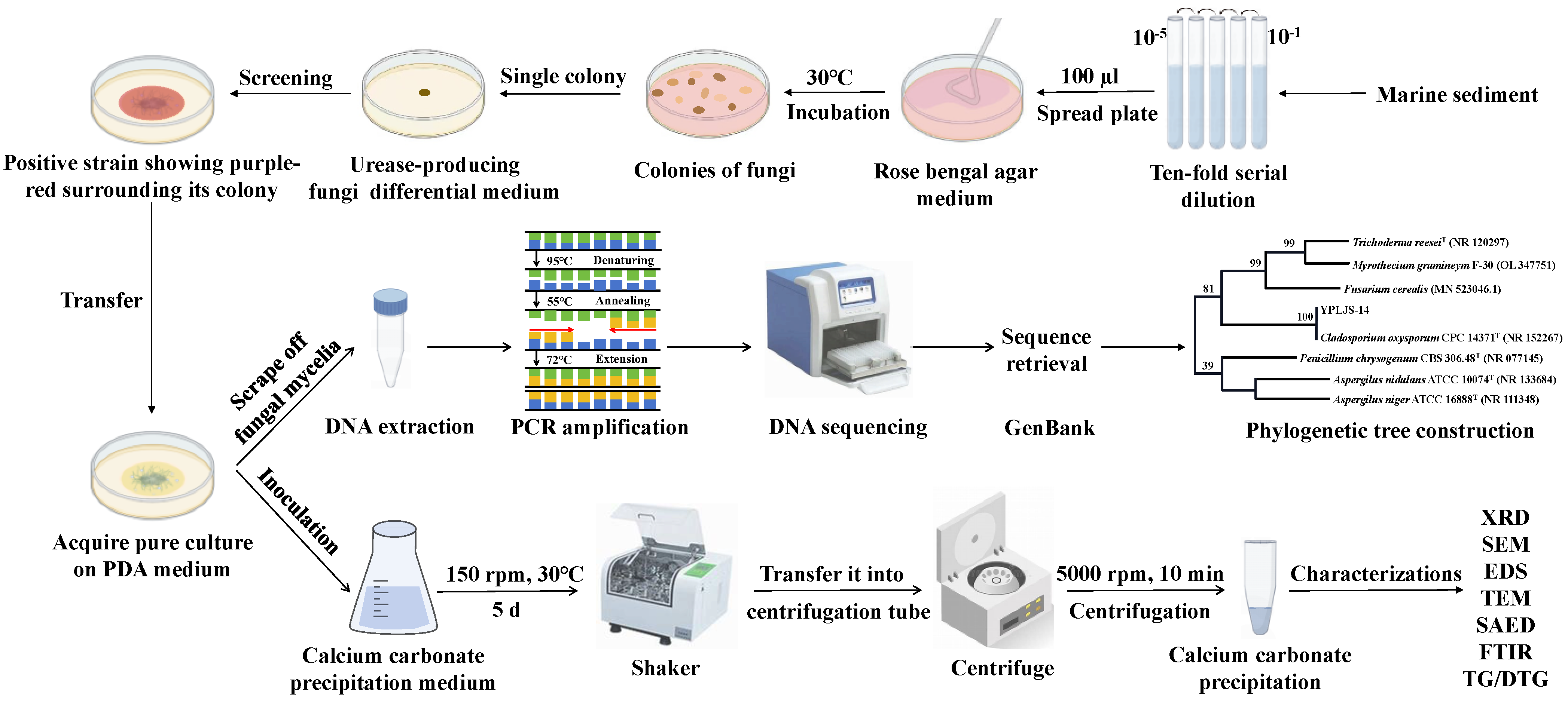 Minerals | Free Full-Text | Biomineralization and Characterization of ...