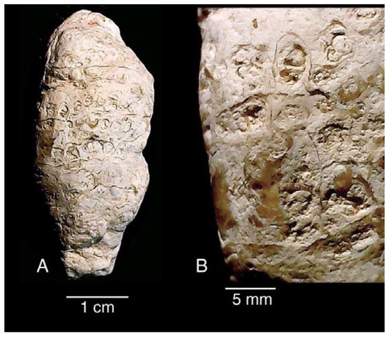Minerals | Free Full-Text | Timing of Opalization at Lightning Ridge ...