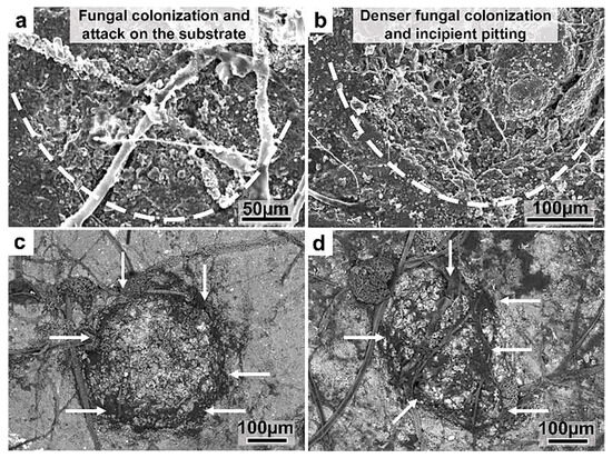 Minerals | Free Full-Text | In Vitro Experimental Observations on ...