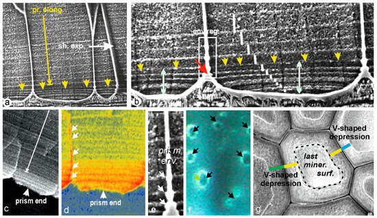 Evidence of a Scheduled End for Prism Growth in the Shell of Pinctada ...