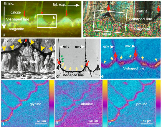 Evidence of a Scheduled End for Prism Growth in the Shell of Pinctada ...