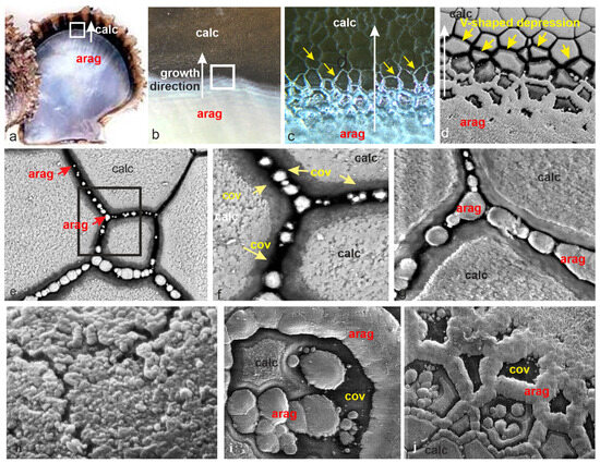 Evidence of a Scheduled End for Prism Growth in the Shell of Pinctada ...