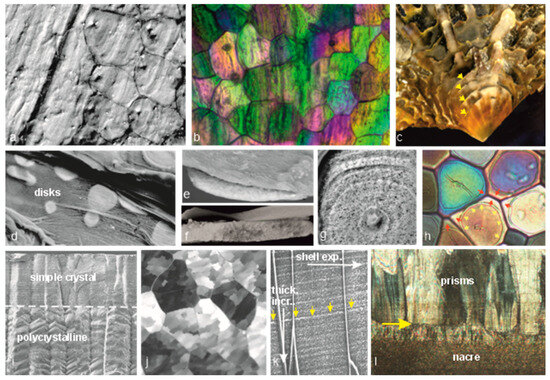 Evidence of a Scheduled End for Prism Growth in the Shell of Pinctada ...