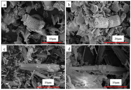 A Chronological Study of the Miocene Shanwang Diatomaceous Shale in ...