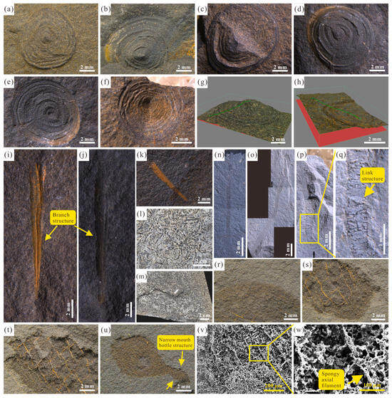 The Paleoecological Environment during the Ediacaran–Cambrian ...