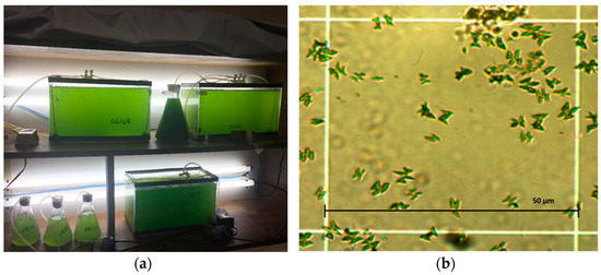 Cultivation of Microalgae (Scenedesmus sp.) Using Coal Mining ...