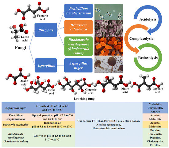 Accumulated Copper Tailing Solid Wastes with Specific Compositions ...