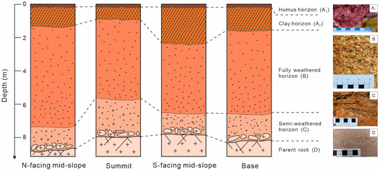 Micro-Topographic Controls on Rare Earth Element Accumulation and ...