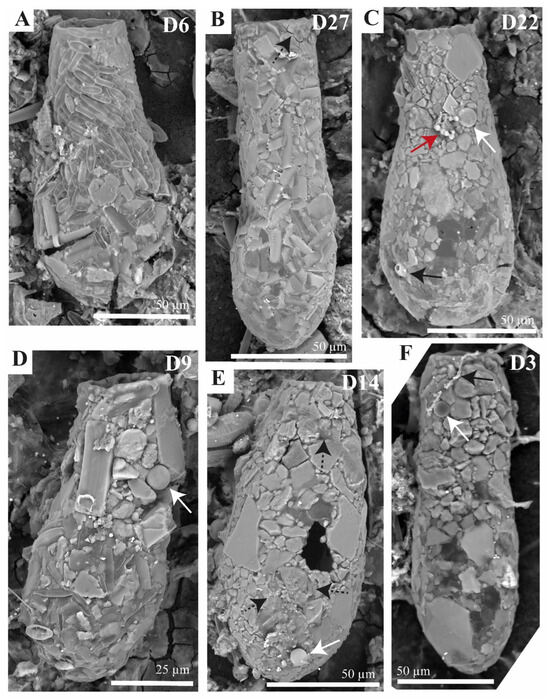 The Mineral Composition and Grain Distribution of Difflugia Testate ...