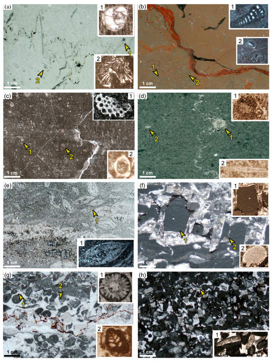 Stylolites in Carbonate Rocks: Morphological Variability According to ...