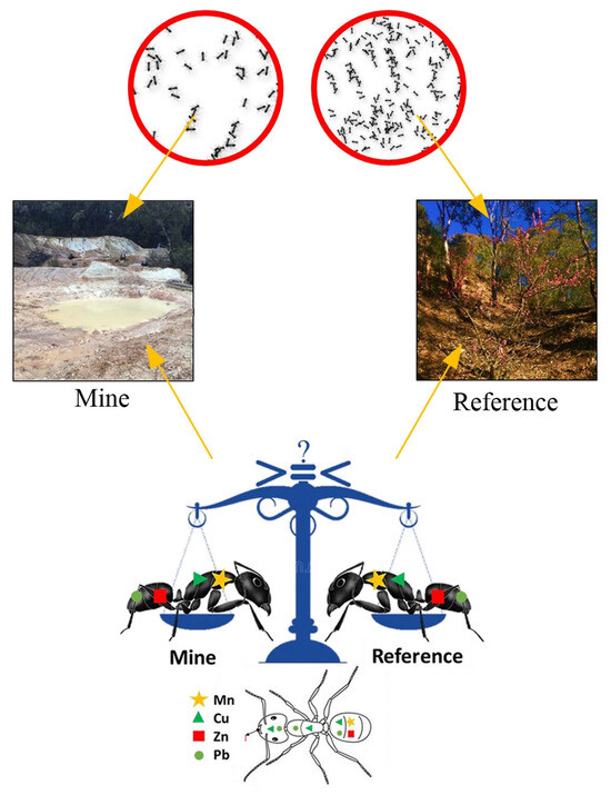 The Smallest “Miner” of the Animal Kingdom and Its Importance for Raw ...