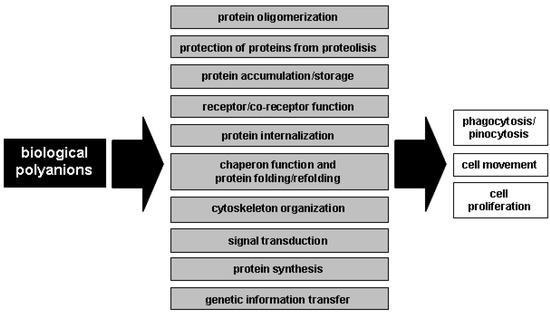 Molecules | Free Full-Text | Polyanionic Drugs and Viral Oncogenesis: a ...