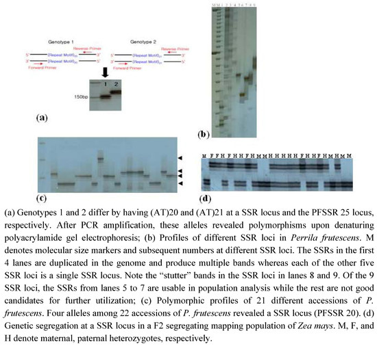 Simple Sequence Repeat Polymorphisms (SSRPs) for Evaluation of ...