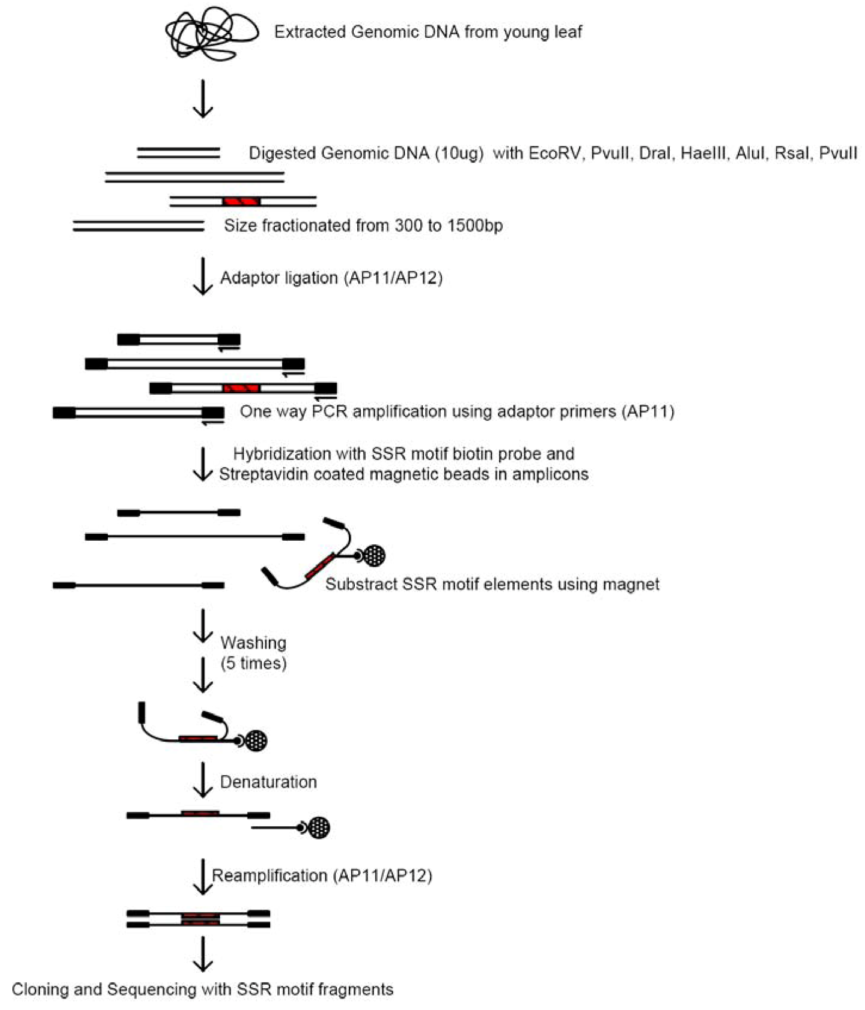 Simple Sequence Repeat Polymorphisms (SSRPs) for Evaluation of ...