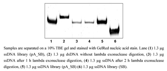Upgrading SELEX Technology by Using Lambda Exonuclease Digestion for Single-Stranded DNA Generation