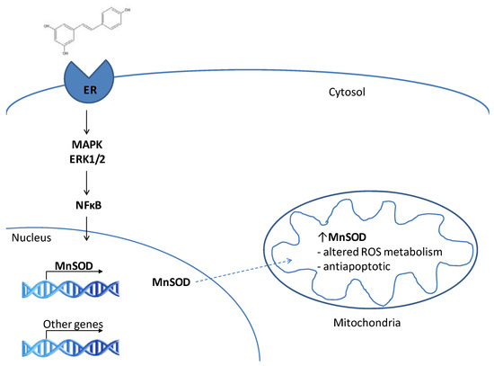 trans-Resveratrol as A Neuroprotectant