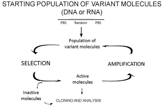 In Vitro and Ex Vivo Selection Procedures for Identifying Potentially ...